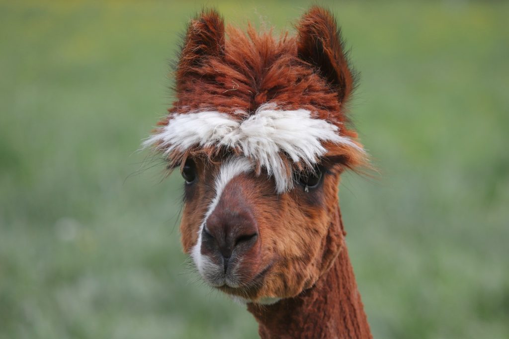 Meta lance son LLaMa – Laurent Cervoni Meta lance son LLaMa – Laurent Cervoni